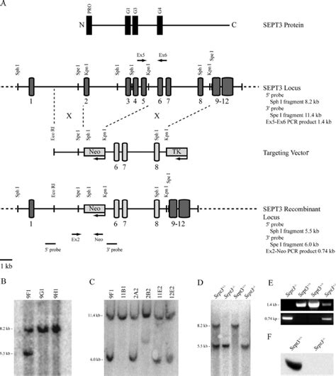 Gene Targeting Strategy Es Screening And Genotyping A The Mouse Download Scientific