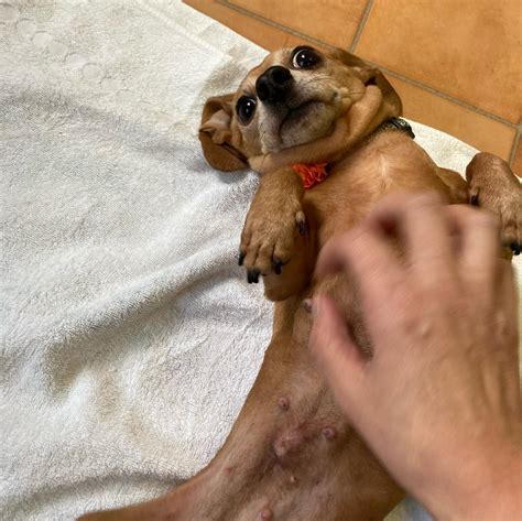 ドッグサロンwan Smile ドッグサロンwan Smile Added A New Photo