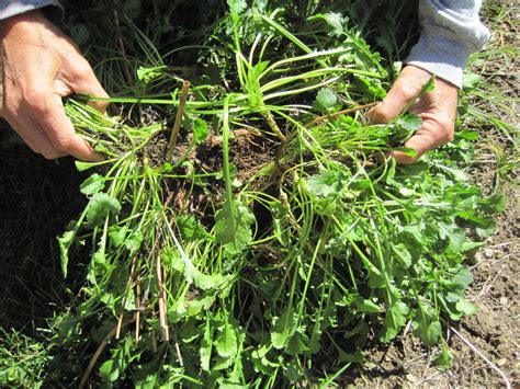 When And How To Divide Perennials Gardening Tips For More Blooms Almanac Com