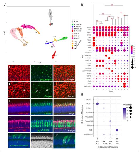 Classification And Characterization Of Photoreceptors Prs A