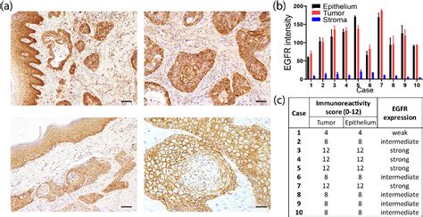 Figure 1 From Nanobody Targeted Photodynamic Therapy For The Treatment Of Feline Oral Carcinoma