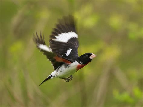 Rose Breasted Grosbeak North Carolina Spring Migration 2020