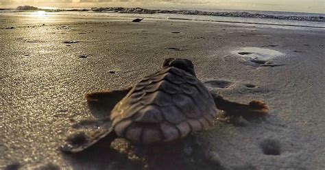 Hopeful News For Loggerhead Sea Turtles Garden And Gun