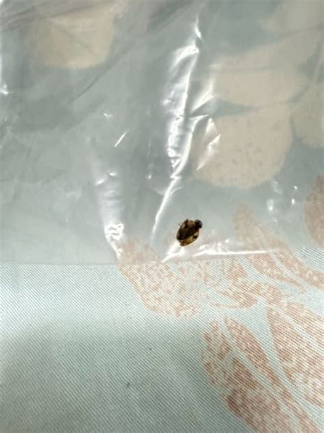 鑑定 房間突然出現會跳的蟲 昆蟲板 Dcard