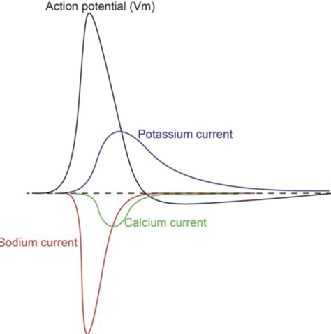 Synaptic Transmission Action Potential Flashcards Quizlet