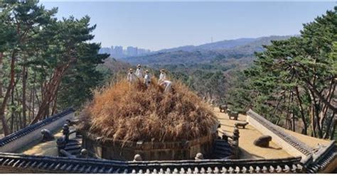 한식 寒食 맞아 태조 건원릉 억새 자르는 청완 예초의 刈草儀 거행