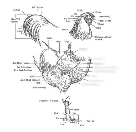 ANSC Lab Chicken External Anatomy 3 Diagram Quizlet