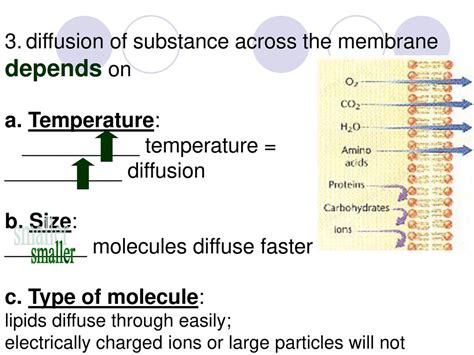 Chapter 5 Transfer Of Materials Across Cell Boundaries Ppt Download