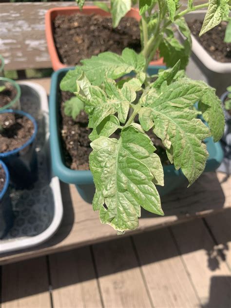 Sun Scald Plants R Vegetablegardening