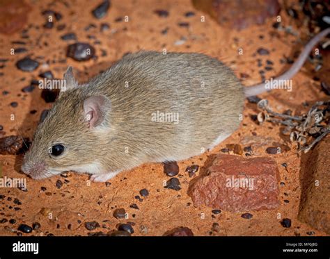 Desert Short Tailed Mouse Leggadina Forresti Fam Muridae Sturt