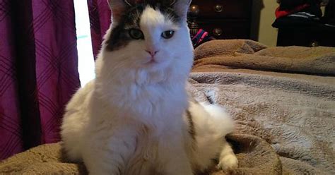 For My First Post I Bring An Offering Of Adorable Cats Album On Imgur