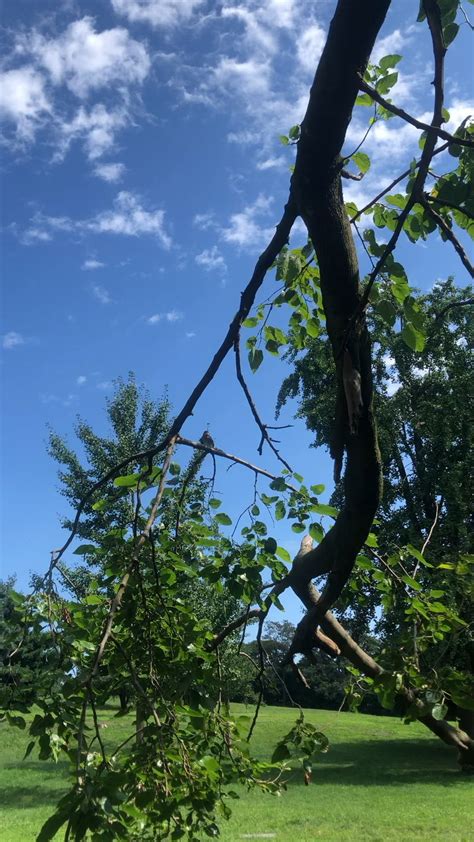 A Mockingbird Feeding A Large Juvenile R Birding
