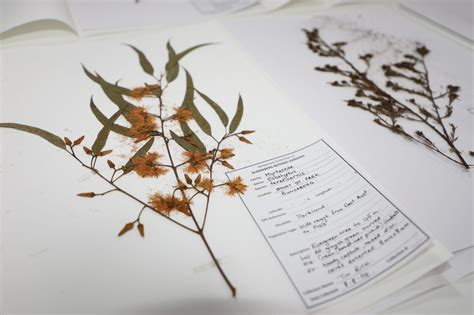 Online Herbarium Launched For Botanic Gardens Day Bundaberg Now