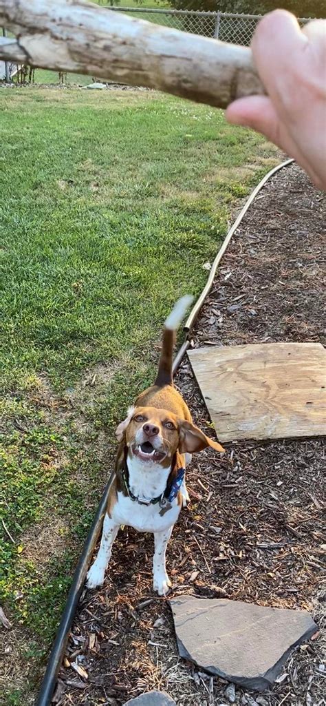 Fetch Scrolller