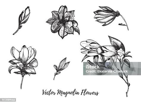 Vektor Garis Seni Bunga Magnolia Digambar Tangan Dengan Tinta