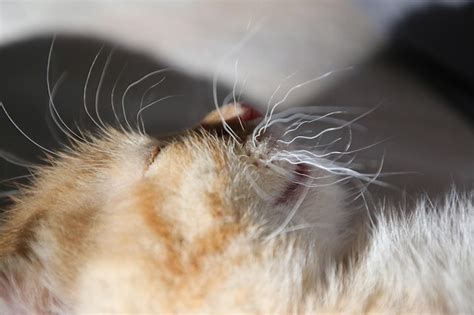 Premium Photo Close Up Of Cat