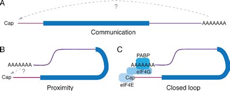 Figure 1 From Revisiting The Closed Loop Model And The Nature Of Mrna 5