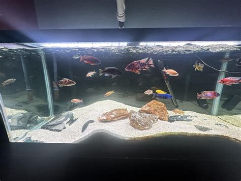 Peacock Tank Rcichlid
