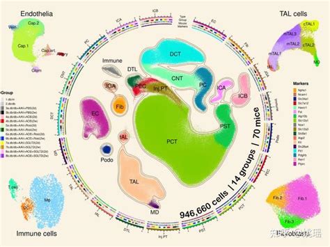 Scrna复现 惊艳的细胞注释umap图 知乎
