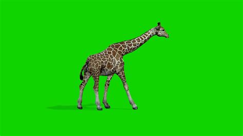 Green Screen Greenscreen Videos Download 2507 Free 4k And Hd Stock