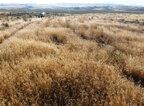 Cheatgrass Challenge Defends Native Core Habitat In Idaho Idaho