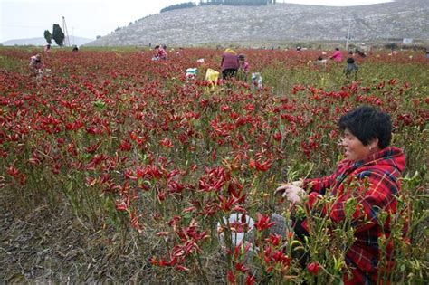 鄒城石牆鎮 400畝辣椒豐收「紅似火」 每日頭條