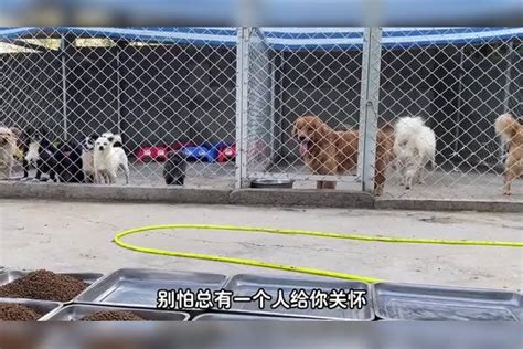 流浪狗妈妈不幸遇难，抱回基地悉心照顾狗宝宝，喝奶样子让人感动宝宝流浪狗样子
