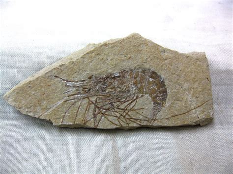 Cretaceous Lebanon Shrimp 48  For Sale