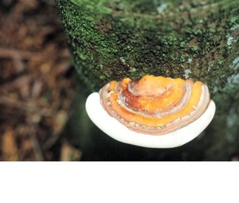 Ganoderma Conks Needed For Research Discussing Palm Trees Worldwide