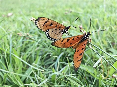 Butterfly Nature Field Free Photo On Pixabay