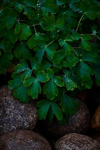 어두운 배경에서 돌 근처 녹색 나뭇잎에 빗방울과 Aquilegia Colombine 매발톱에 대한 스톡 사진 및 기타 이미지