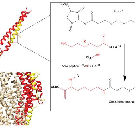 Mapping The Binding Sites Of AcrA And TolC To PG With XL LC MS MS A