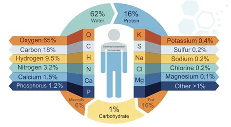What Are Humans Made Of Common Elements In Human Body