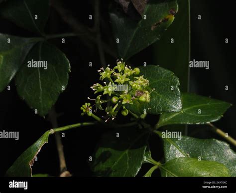 Three Leaved Eleutherococcus Eleutherococcus Trifoliatus Plantae