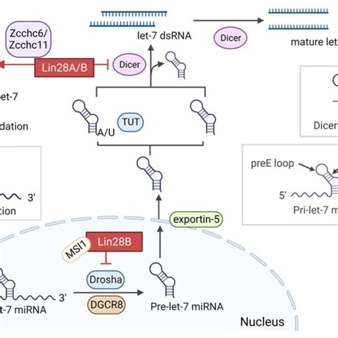 The Biogenesis Of Let 7 Microrna In The Absence Of Lin28b Pri Let 7s