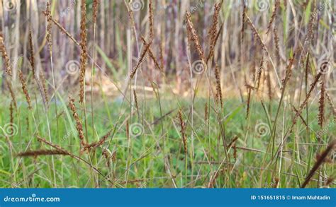 Eastern Gamagrass Fakahatchee Grass Tripsacum Dactyloides Large