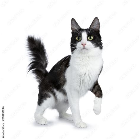 Black Turkish Angora Cat