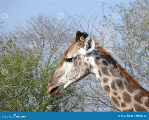 Close Up Of Giraffe Among Trees Eating Vegetation Stock Photo Image Of Ruminant Living