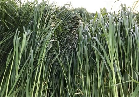 Reygras Otu Tohumu 25 Kg Eşref Şekerli