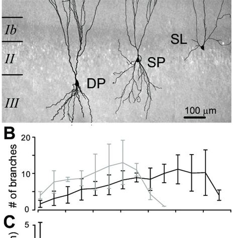 Dendritic Architecture Of Piriform Cortex Excitatory Neurons A Ir Dic