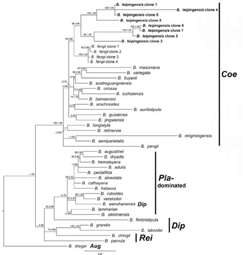 Phylogenetic Tree Inferred Using Bayesian Inference Bootstrap Support