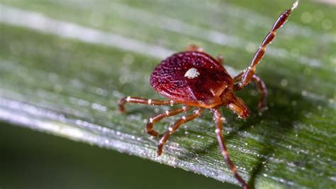 The Potentially Fatal Tick Borne Illness You Havent Heard Of Yet