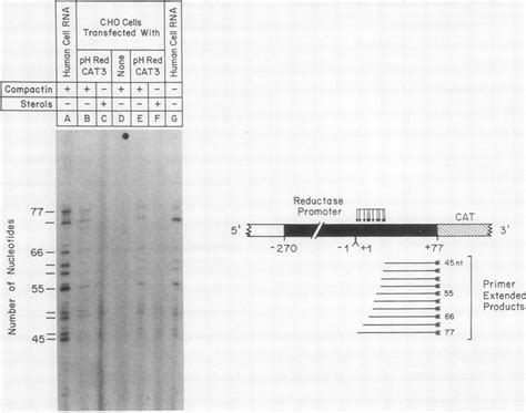 Primer Extension Analysis Of Rna Transcripts From Cho Cells Transfected