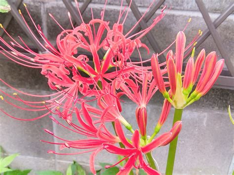 葉見ず花見ずが咲きました ぶらり加古川と播磨の寺社めぐり