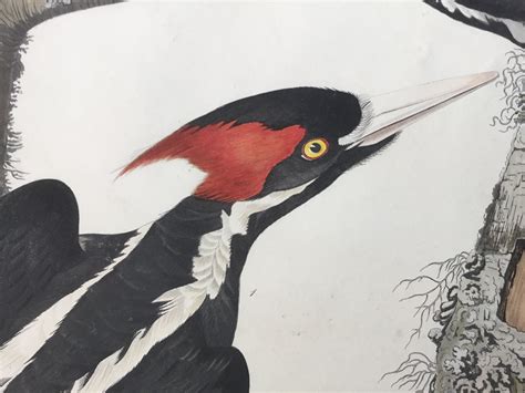 Original Audubon Havell Ivory Billed Woodpecker Princeton Audubon Prints