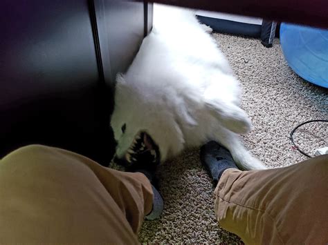 274 Best Meeko Images On Pholder Aww Blackcats And Star Wars Battlefront