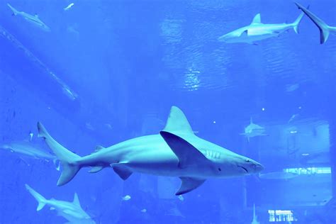 A Group Of Sandbar Silvertip Sharks In A Blue Water Aquarium I Photograph By Bill Roque Fine