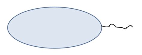 Cell Structure And Function Flashcards Quizlet