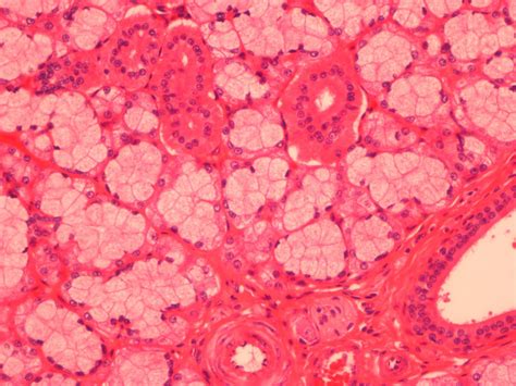 Reptile Parasite Test At Stanley Urbina Blog