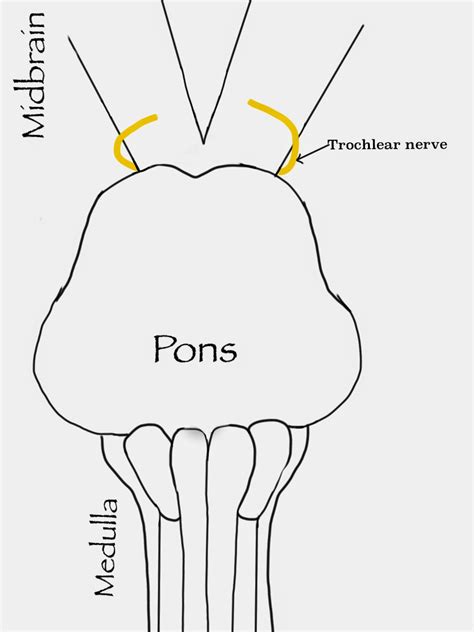 A Tale Of Med Babes Trochlear Nerve Cranial Nerve IV Easiest Cranial Nerve